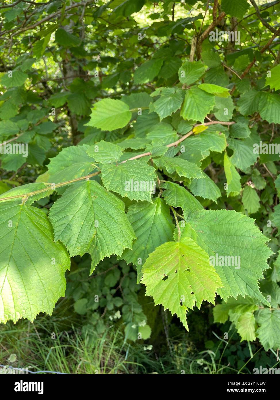 common hazel (Corylus avellana Stock Photo - Alamy