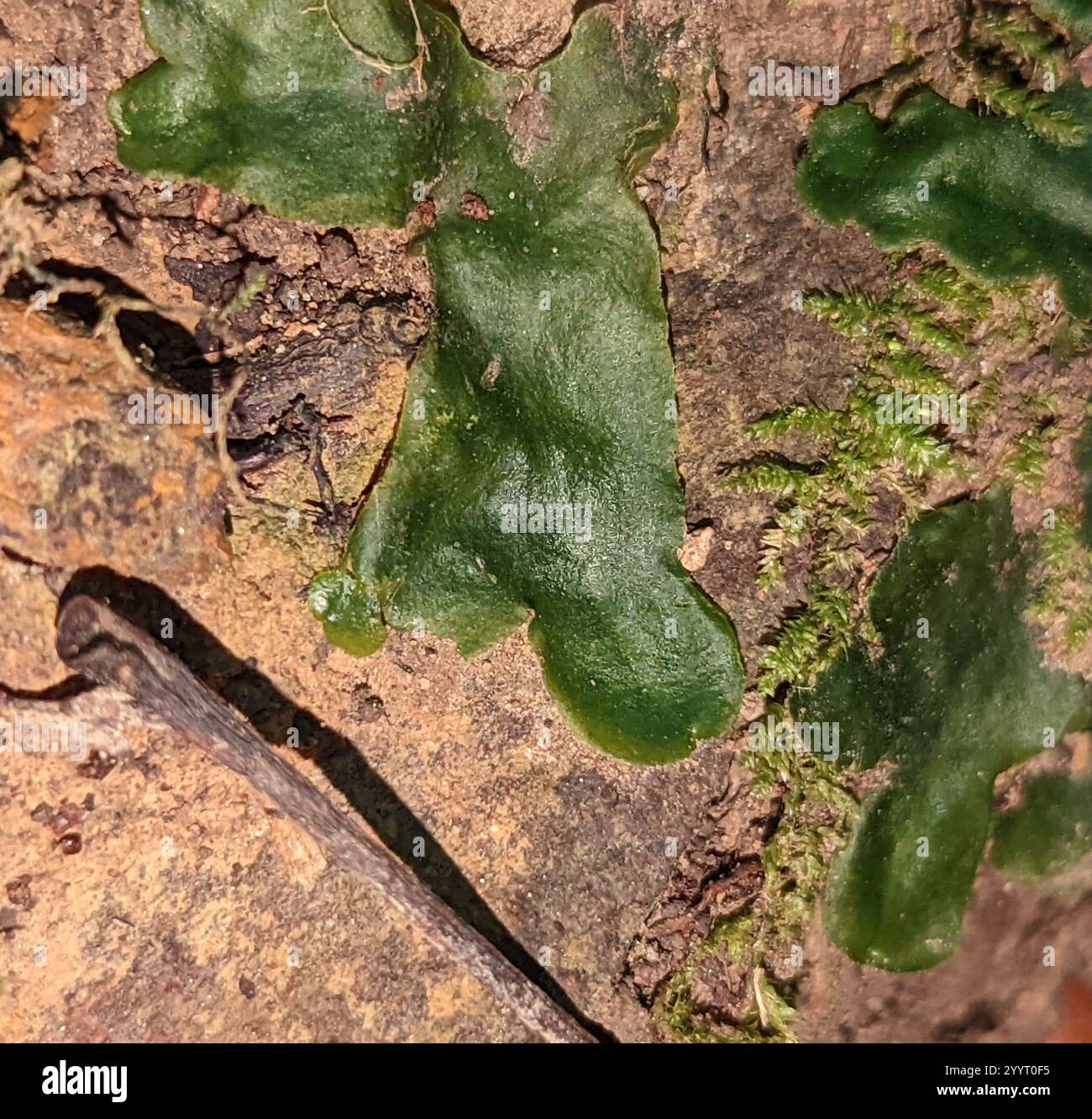 Complex thallose liverworts (Marchantiales Stock Photo - Alamy