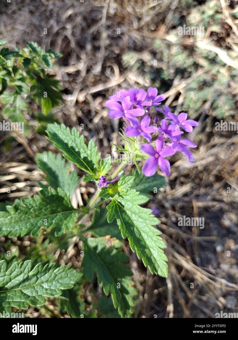 rose vervain (Glandularia canadensis Stock Photo - Alamy