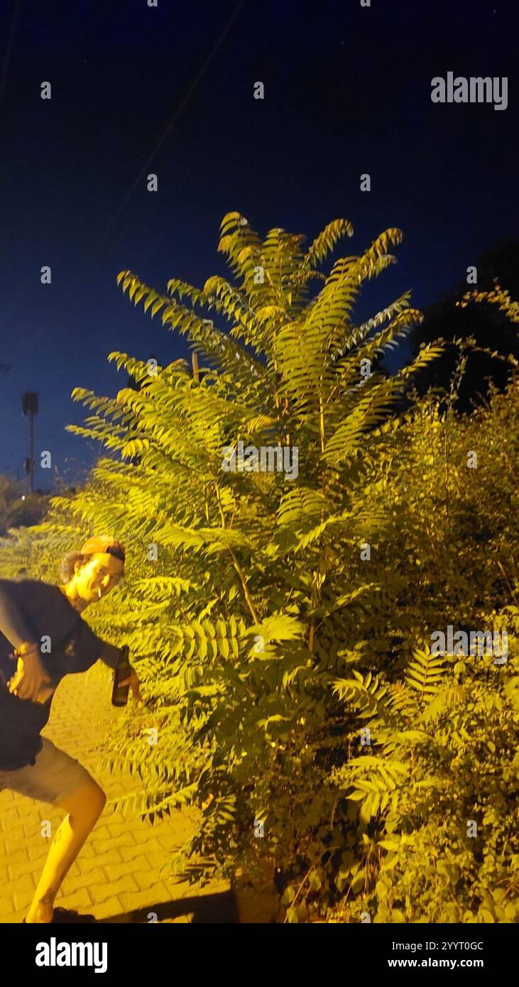 tree-of-heaven (Ailanthus altissima Stock Photo - Alamy