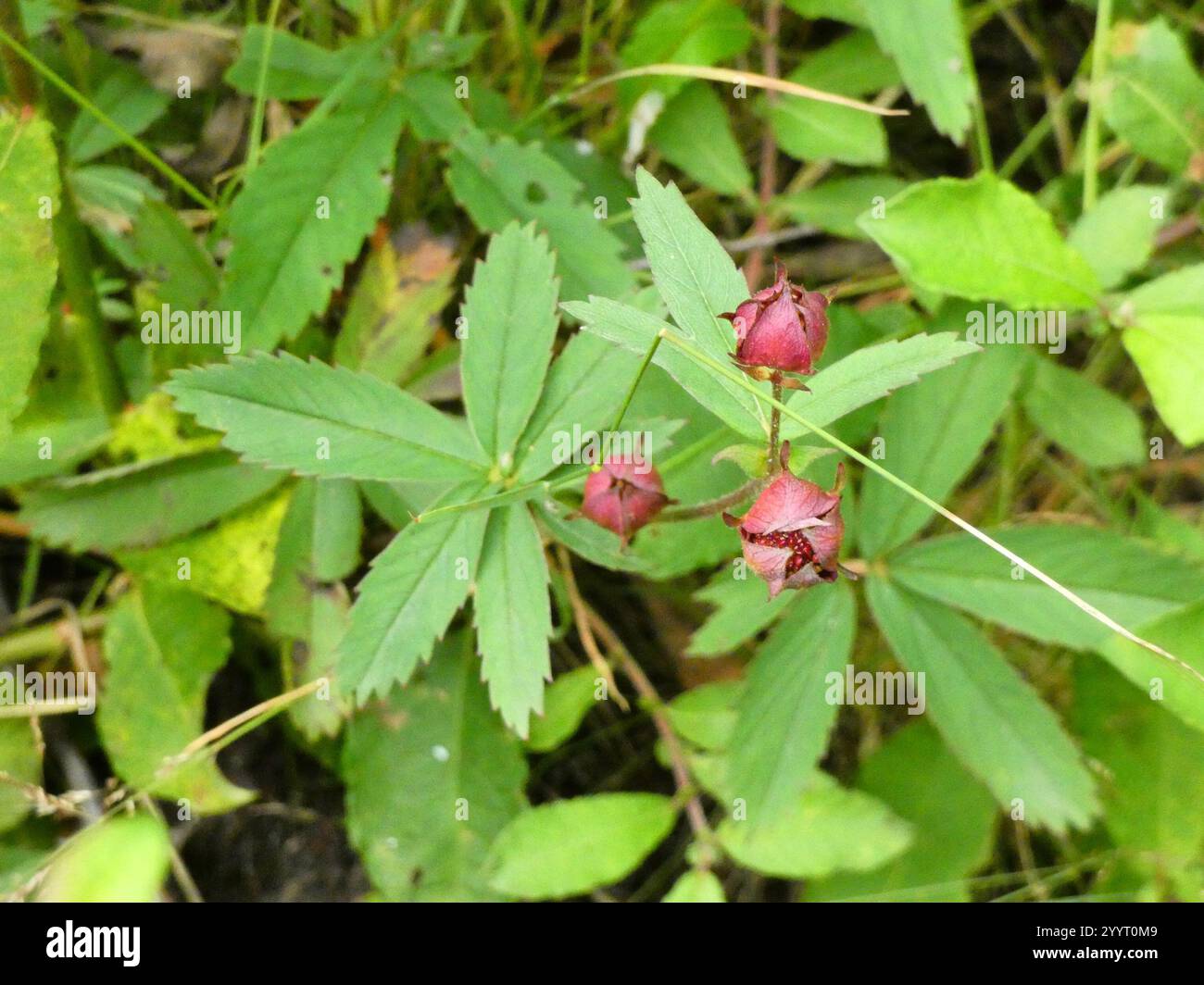 marsh cinquefoil (Comarum palustre Stock Photo - Alamy