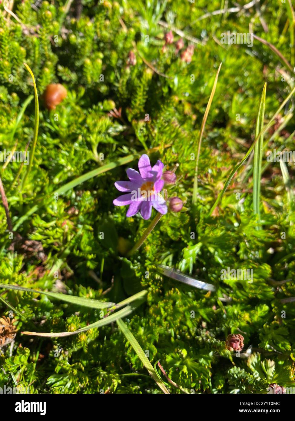 Wedge-leaf Primrose (Primula cuneifolia Stock Photo - Alamy