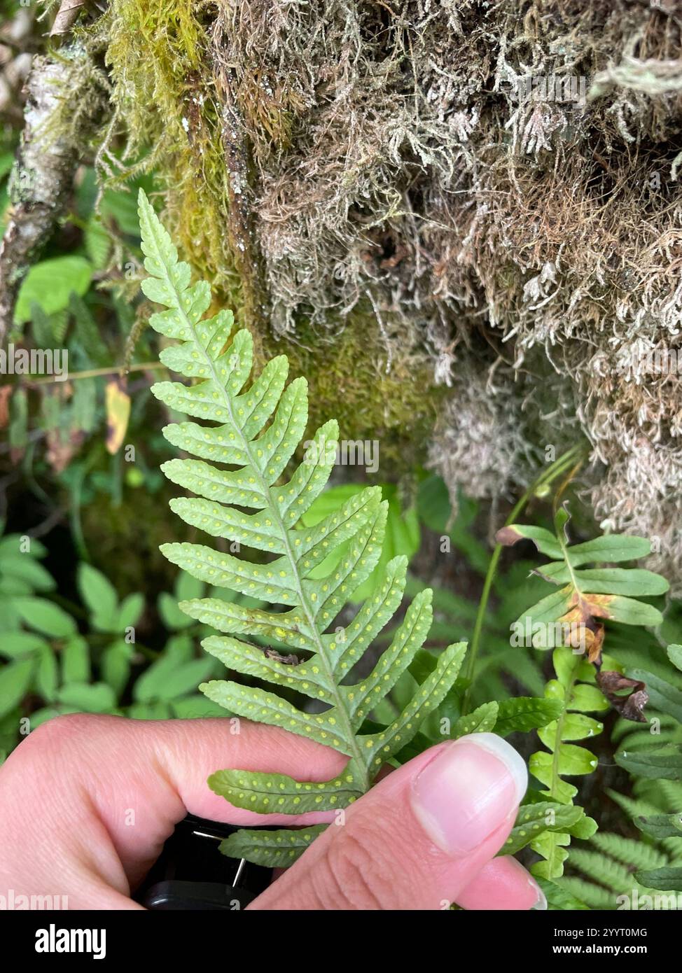 common polypody (Polypodium vulgare Stock Photo - Alamy