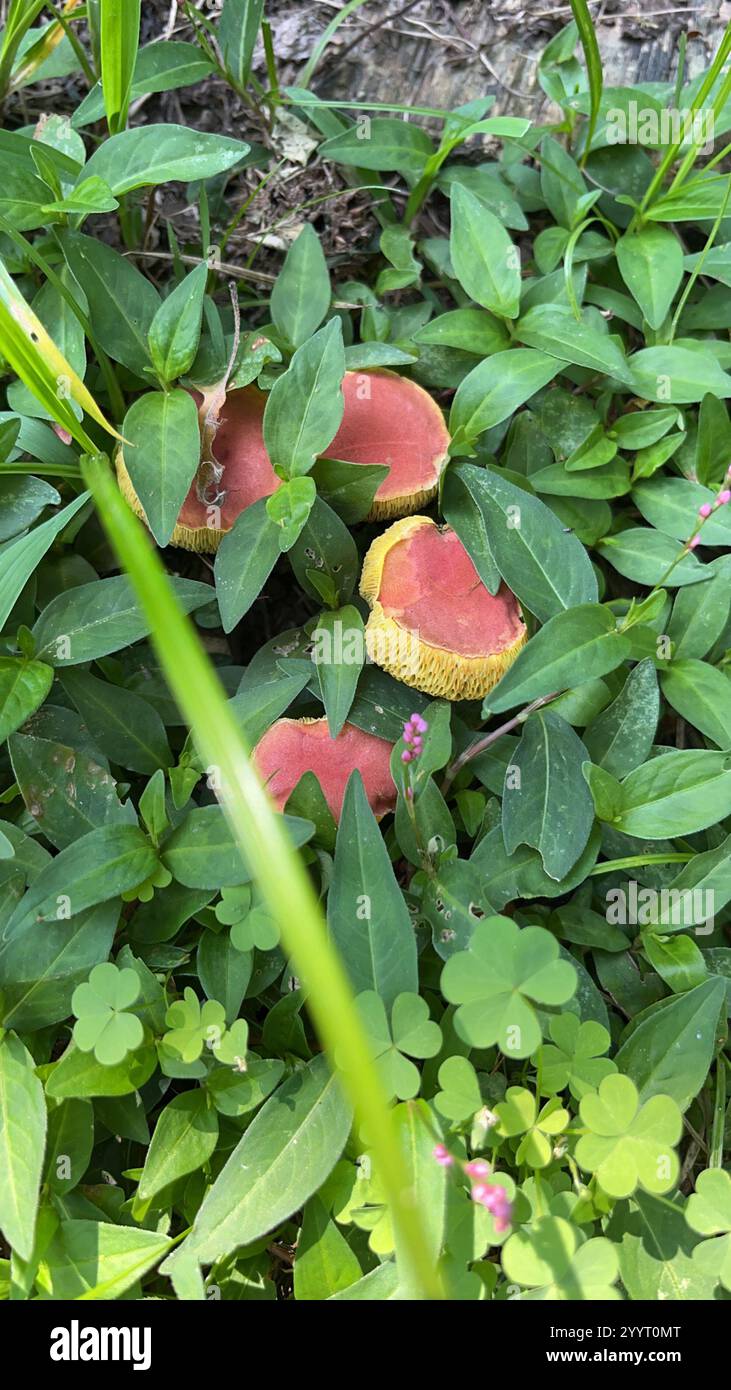 Ruby Bolete (Hortiboletus rubellus Stock Photo - Alamy