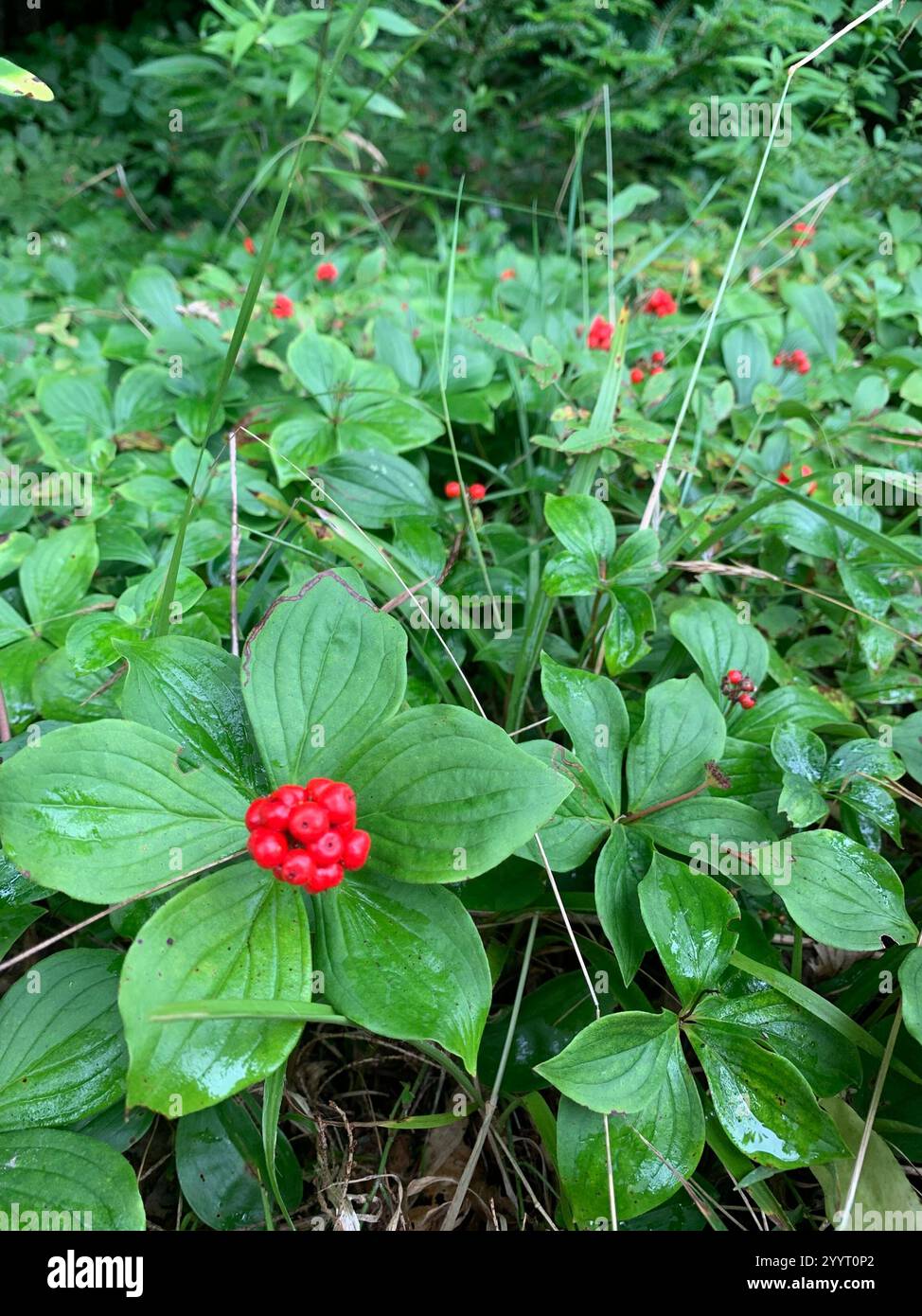 Canadian bunchberry (Cornus canadensis Stock Photo - Alamy