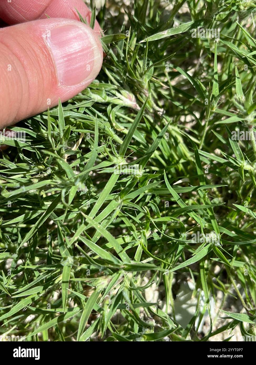 False Buffalograss (Munroa squarrosa Stock Photo - Alamy