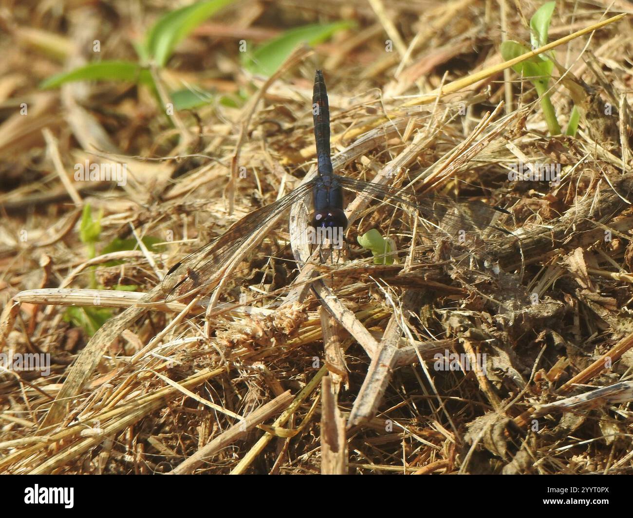 Indigo Dropwing (Trithemis festiva Stock Photo - Alamy
