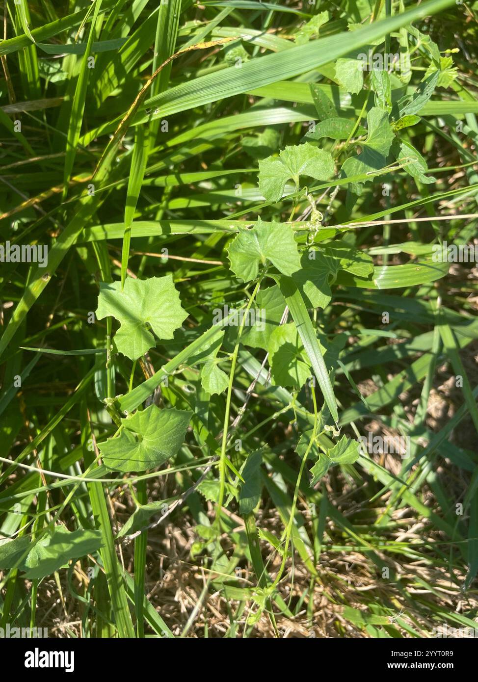 creeping cucumber (Melothria pendula Stock Photo - Alamy