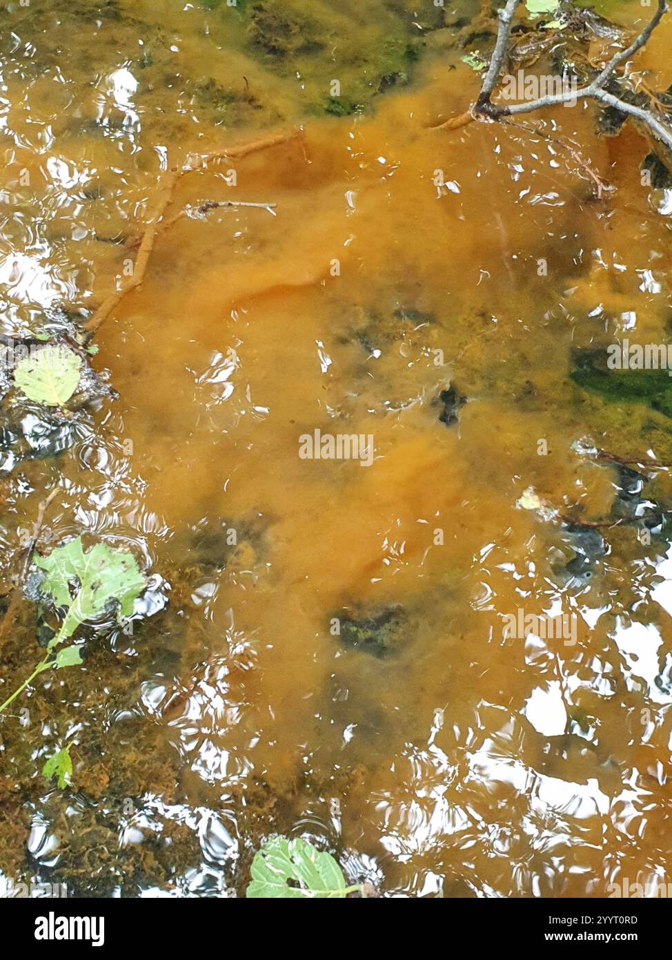 Leptothrix hi-res stock photography and images - Alamy