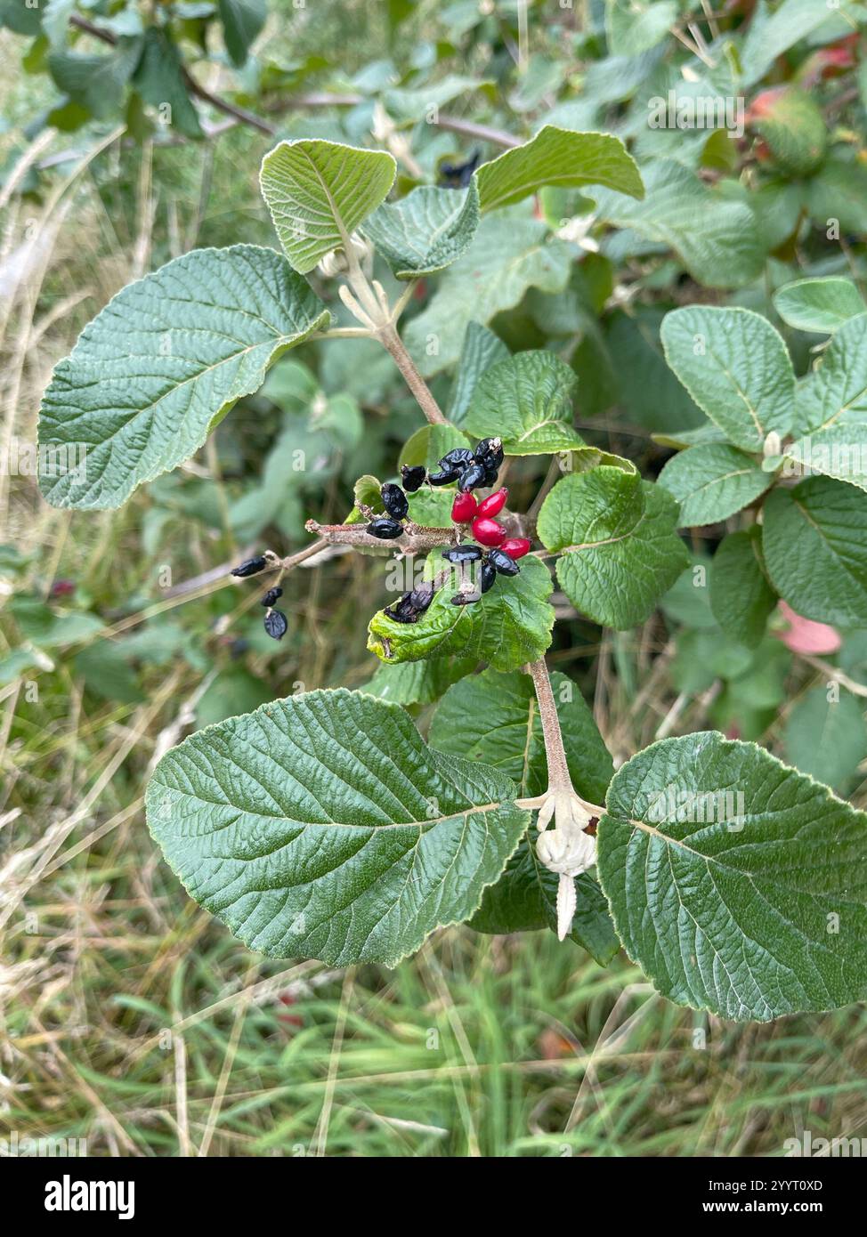 Wayfaring-tree (Viburnum lantana Stock Photo - Alamy