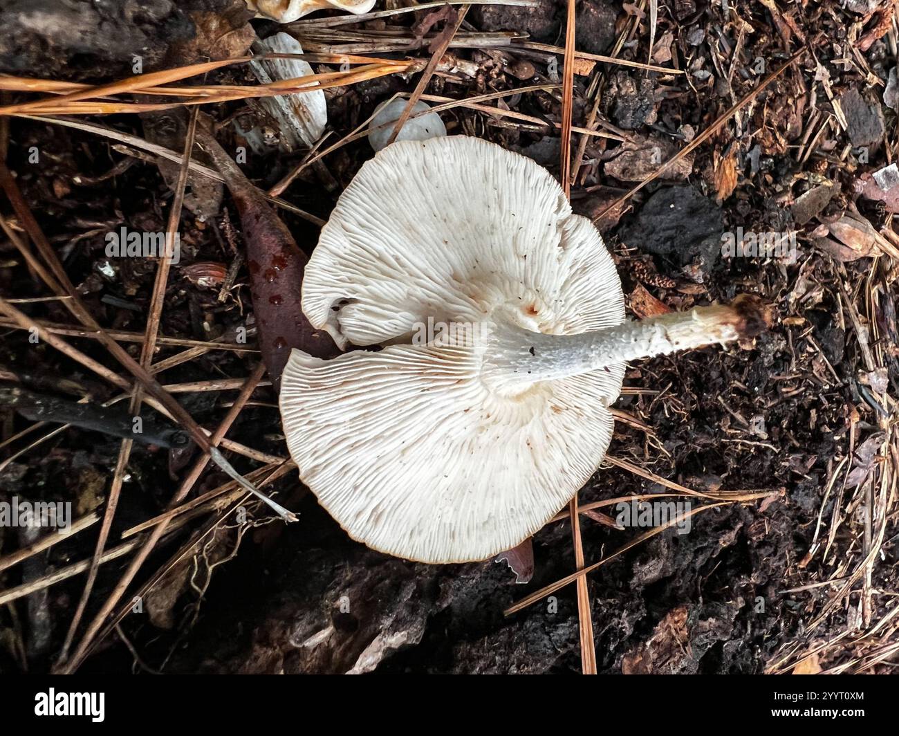 American shitake (Lentinula raphanica Stock Photo - Alamy