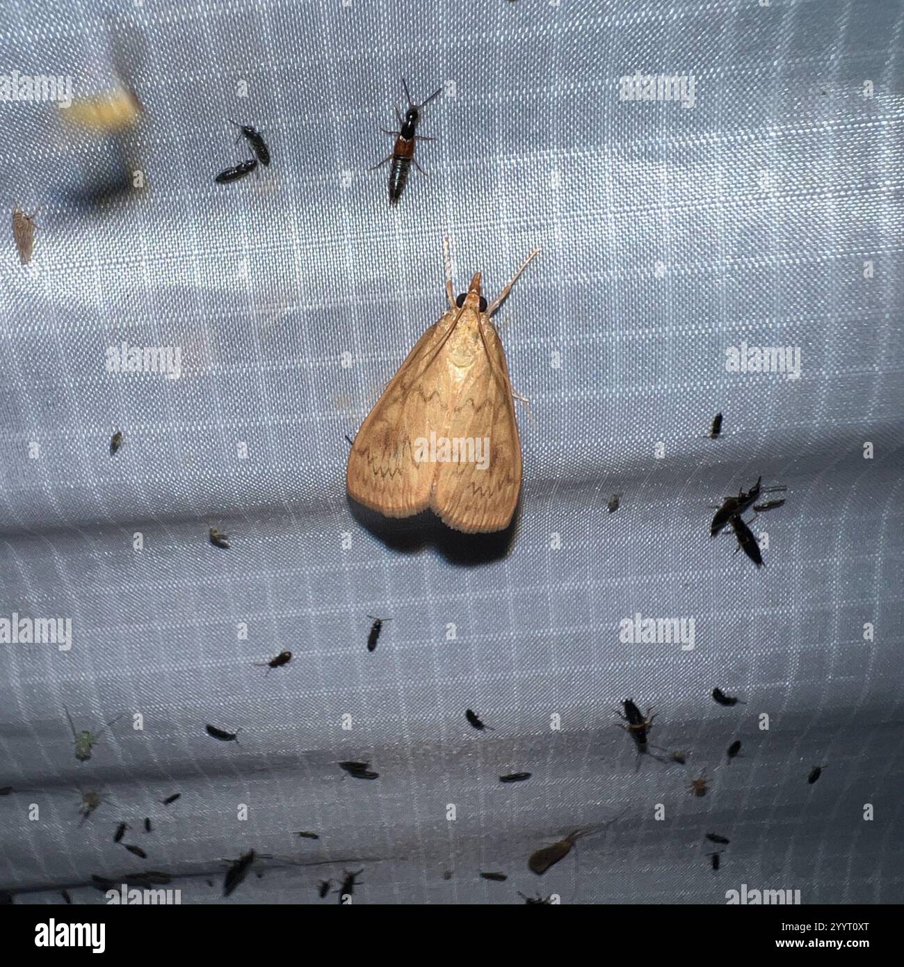 American Lotus Borer Moth (Ostrinia penitalis Stock Photo - Alamy