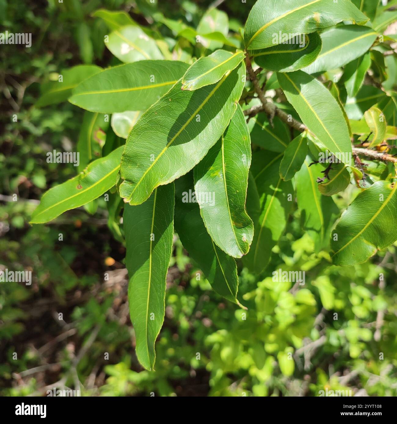 Family anacardiaceae hi-res stock photography and images - Alamy