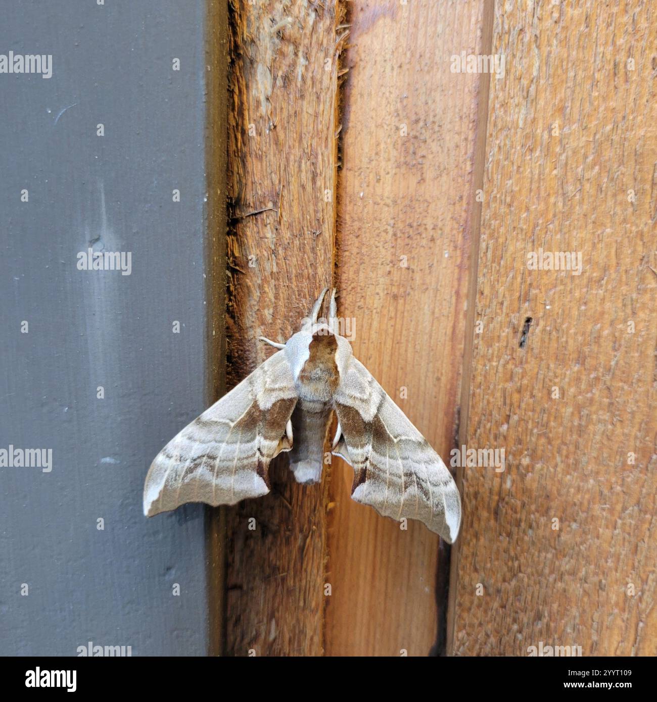 Western Eyed Sphinx (Smerinthus ophthalmica Stock Photo - Alamy