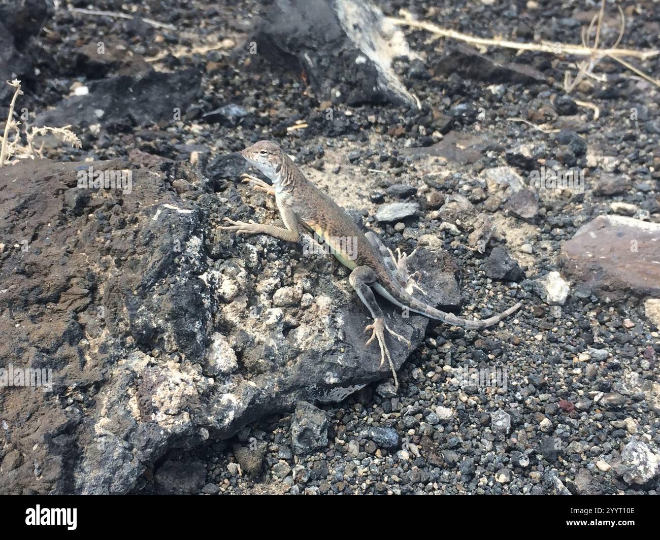 Zebra-tailed Lizard (Callisaurus draconoides Stock Photo - Alamy