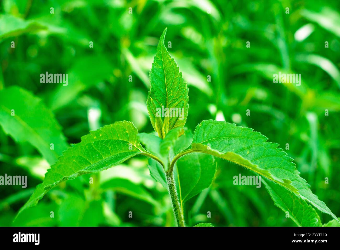 A detailed view of a single green plant sprouting among taller foliage ...