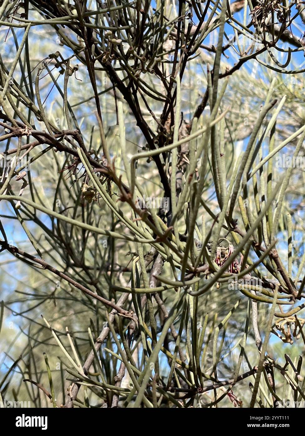 Buloke (Allocasuarina luehmannii Stock Photo - Alamy