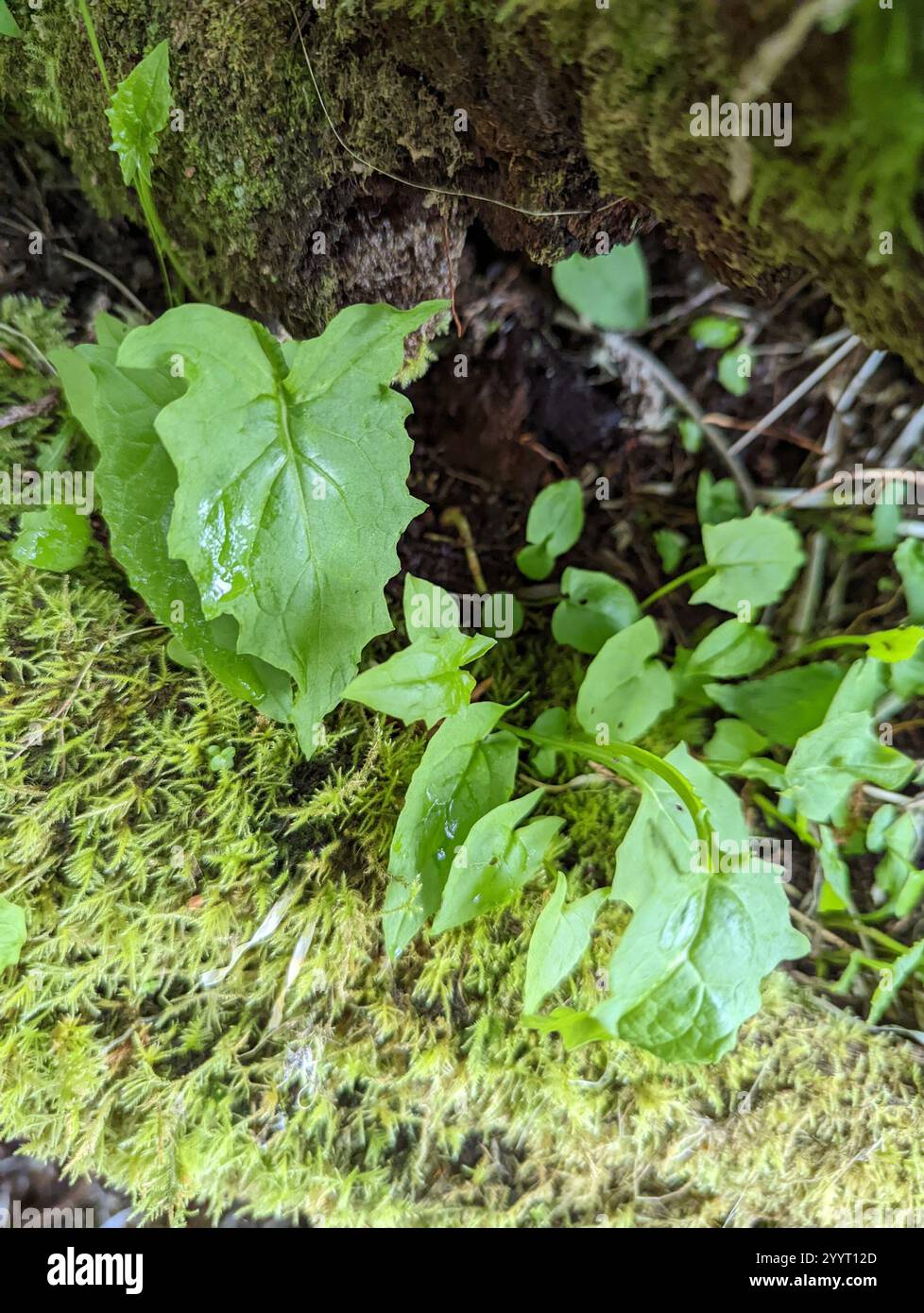 western rattlesnake root (Nabalus alatus Stock Photo - Alamy