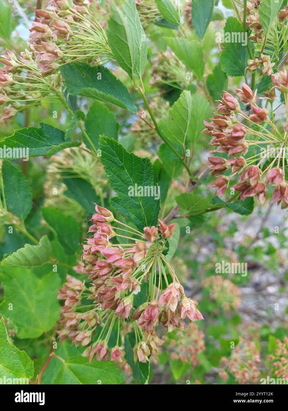 common ninebark (Physocarpus opulifolius Stock Photo - Alamy