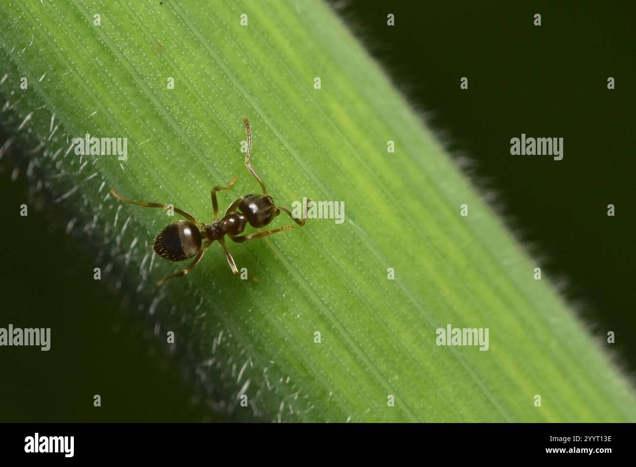 Fuzzy ant hi-res stock photography and images - Alamy