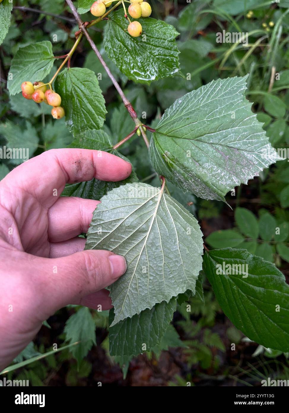 squashberry (Viburnum edule Stock Photo - Alamy