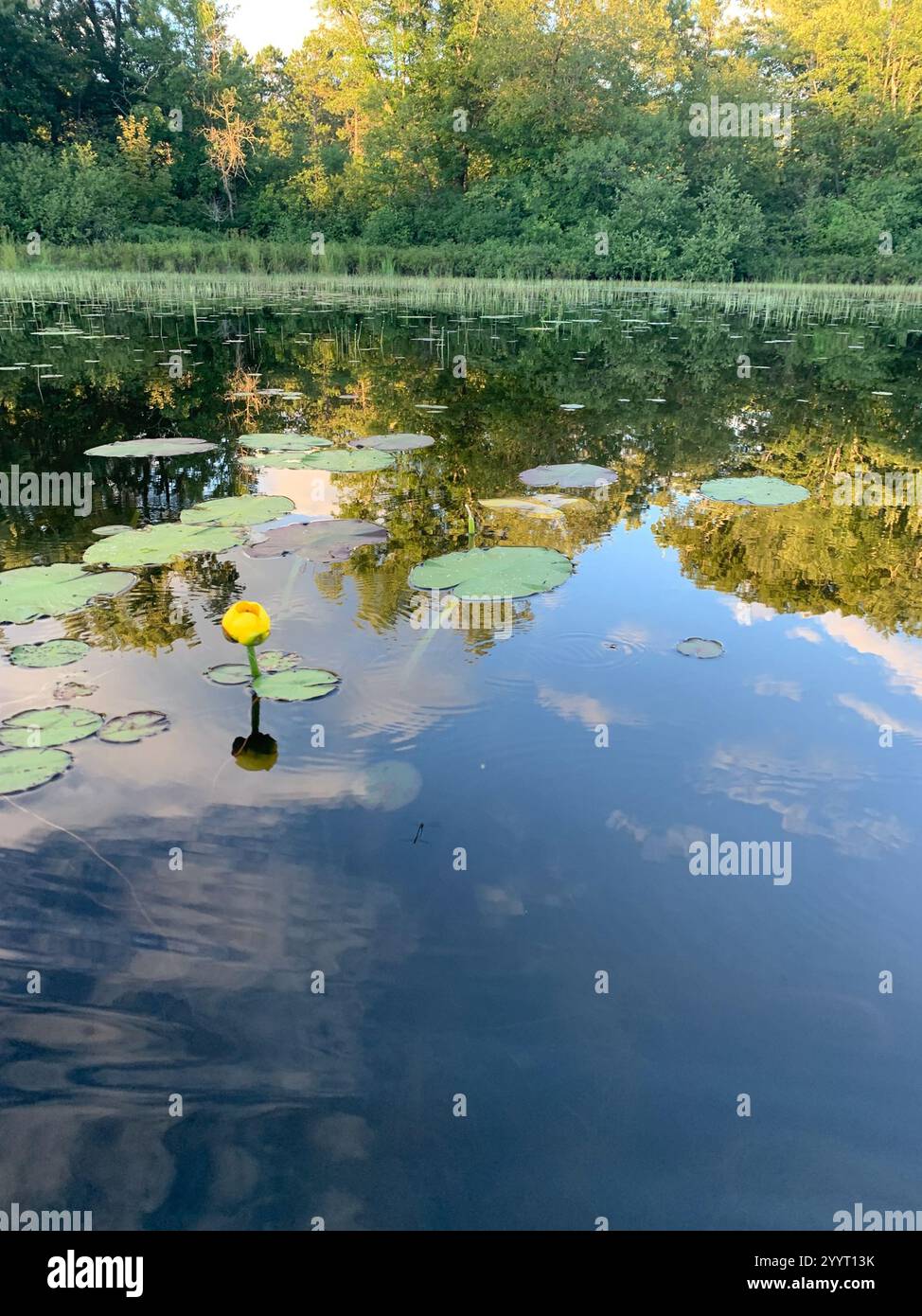 Variegated Yellow Pond-Lily (Nuphar variegata Stock Photo - Alamy