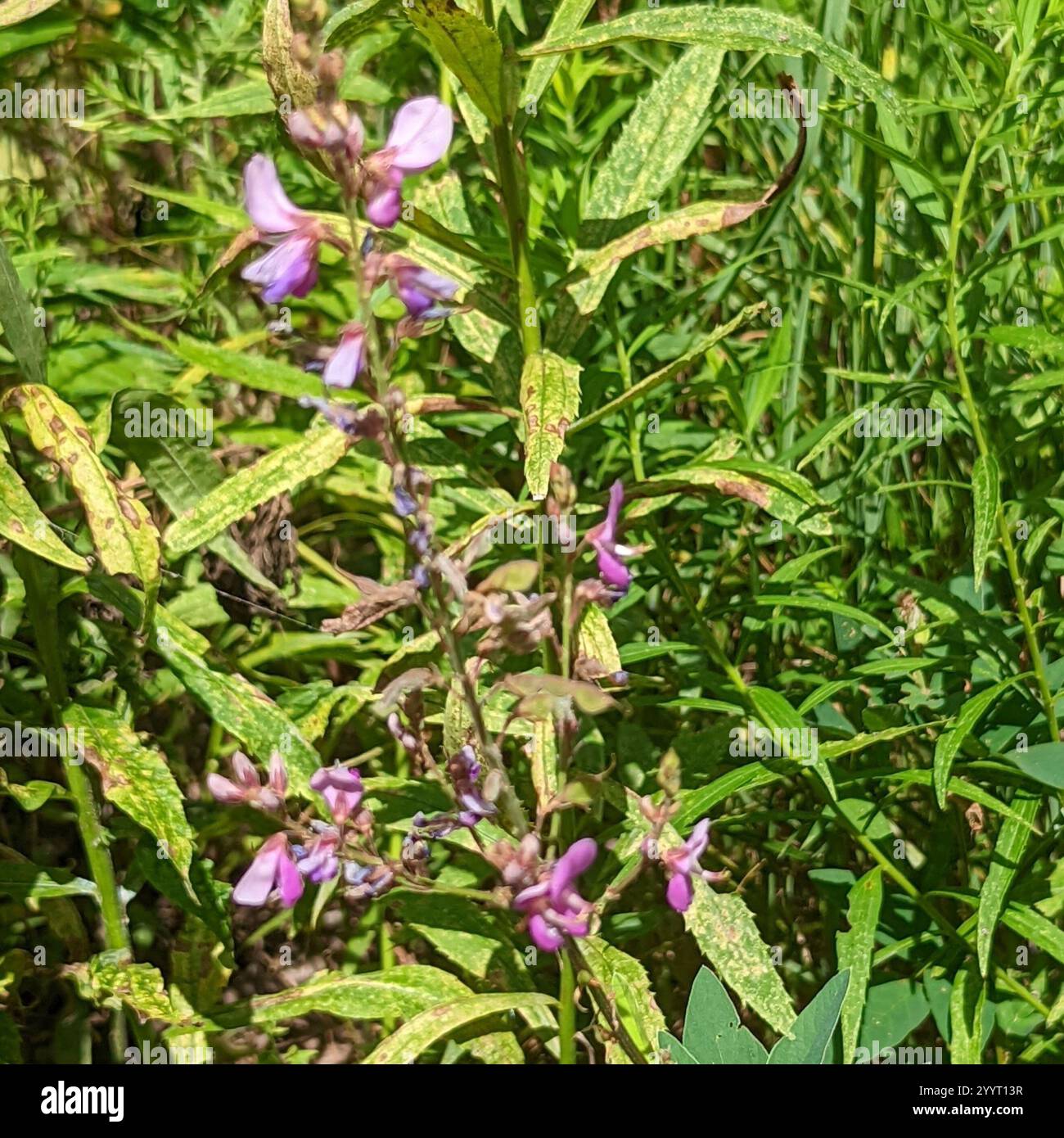 showy tick-trefoil (Desmodium canadense Stock Photo - Alamy