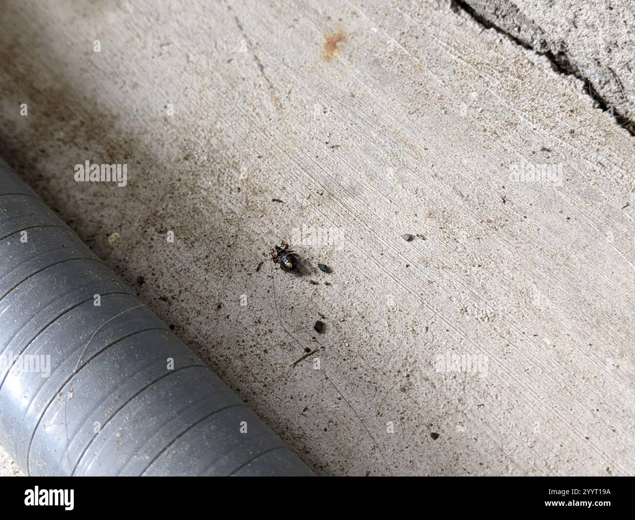 Strawberry Root Weevil (Otiorhynchus ovatus Stock Photo - Alamy