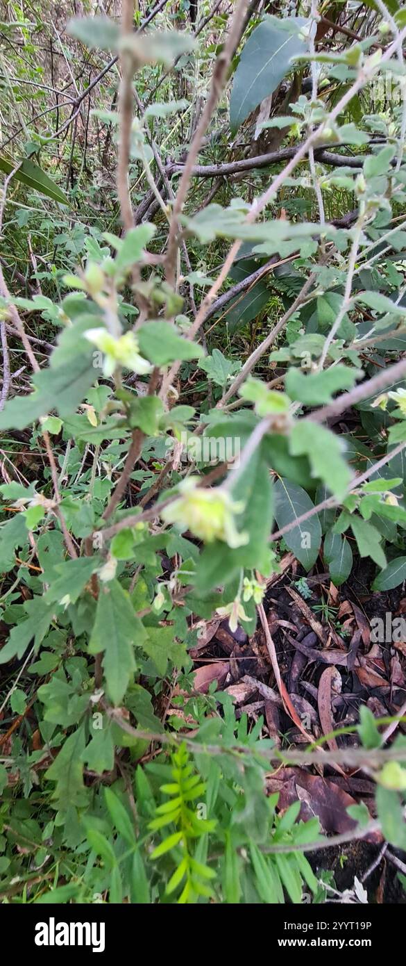 Woolly Xanthosia (Xanthosia pilosa Stock Photo - Alamy