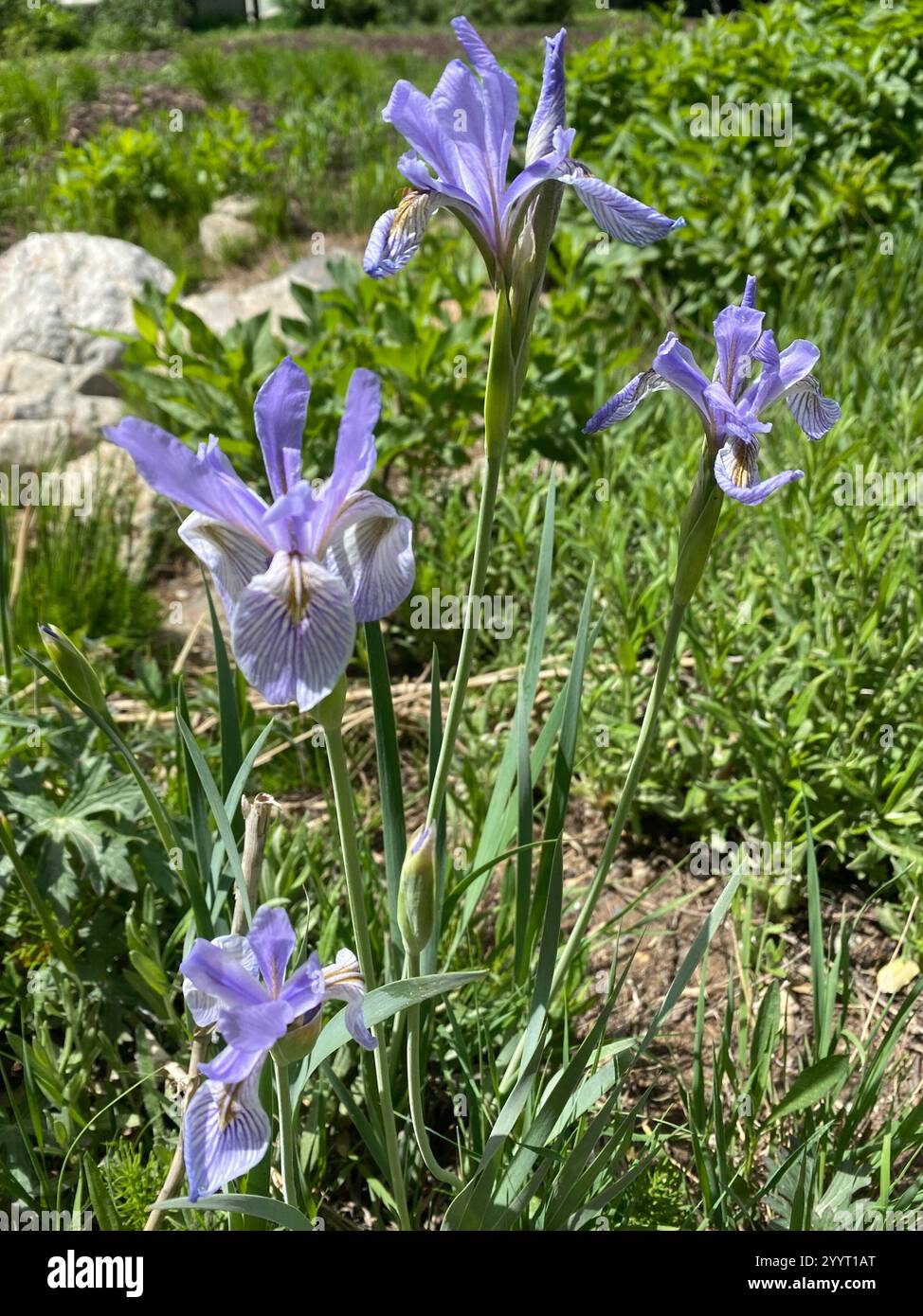western blue flag (Iris missouriensis Stock Photo - Alamy
