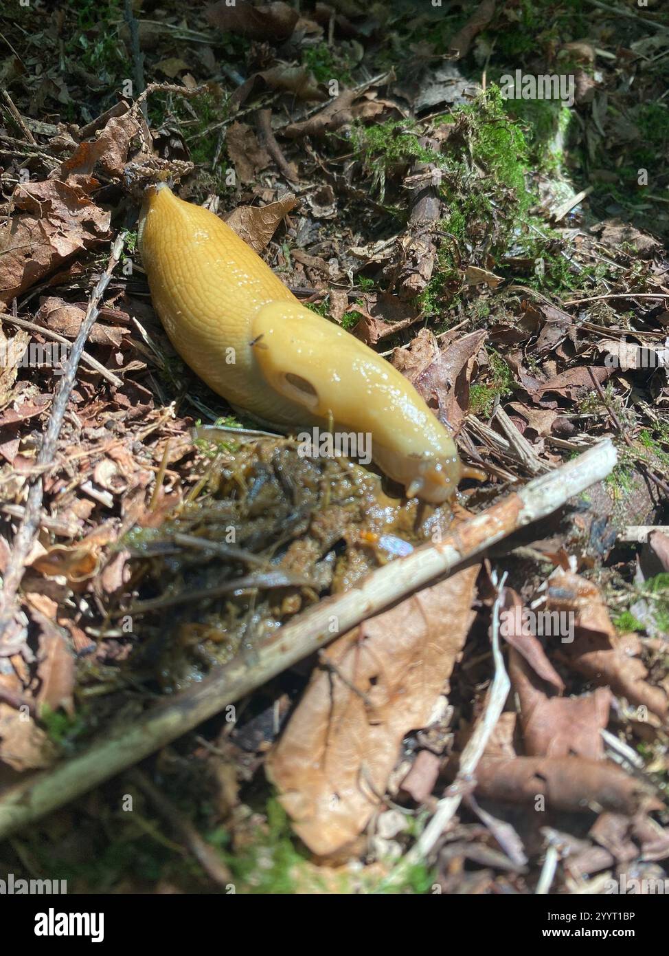 Pacific Banana Slug (Ariolimax columbianus Stock Photo - Alamy