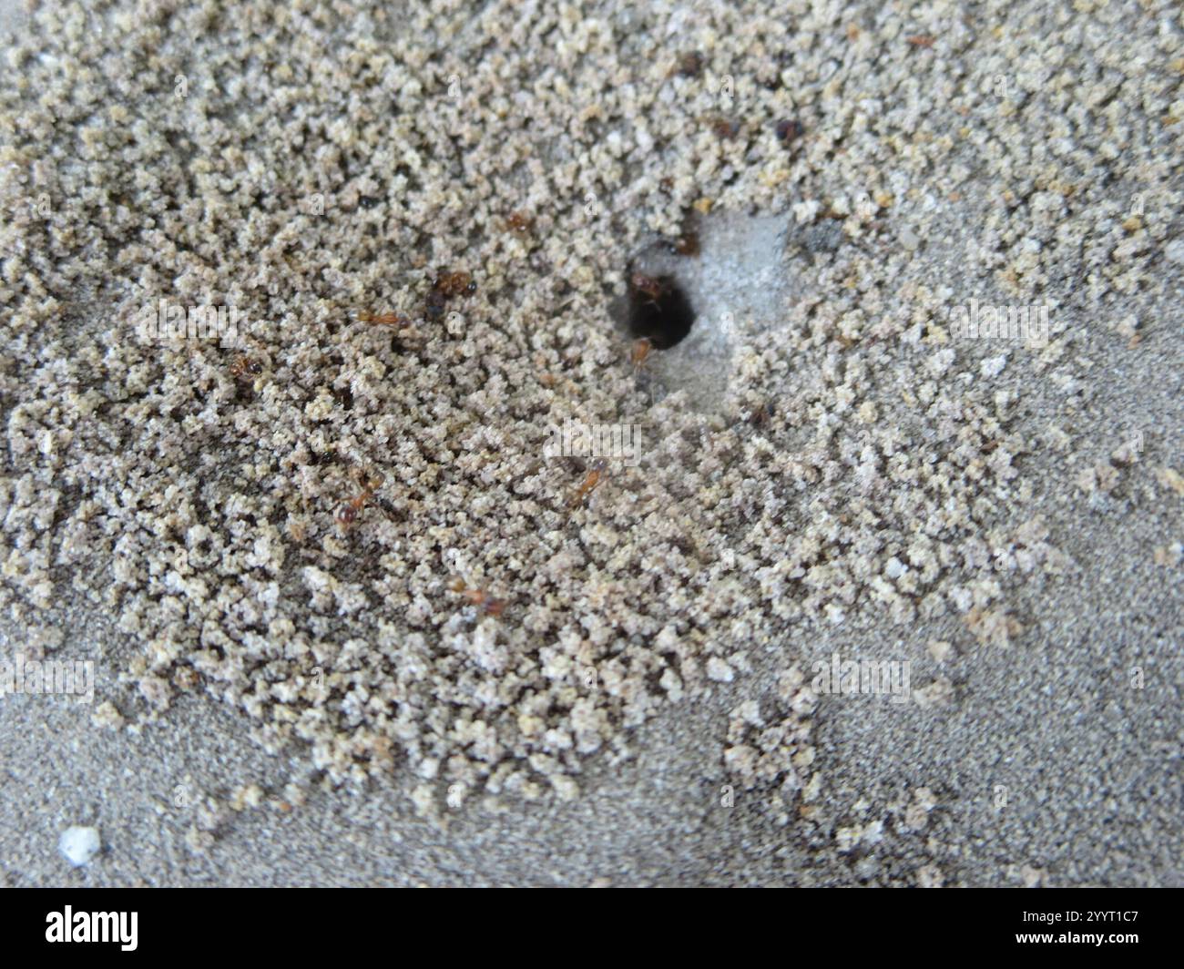 Buren's Pyramid Ant (Dorymyrmex bureni Stock Photo - Alamy