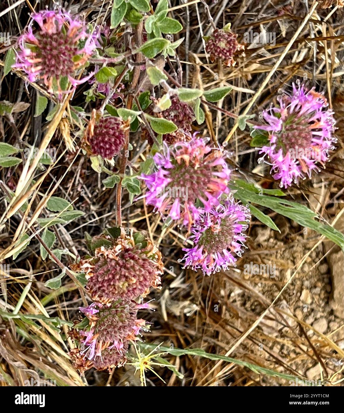 Coyote Mint (Monardella villosa Stock Photo - Alamy