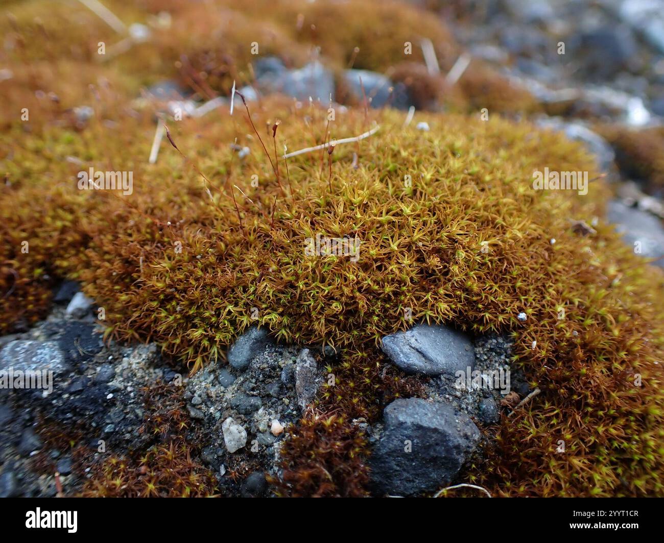 Soft-tufted Beard-moss (Vinealobryum vineale Stock Photo - Alamy