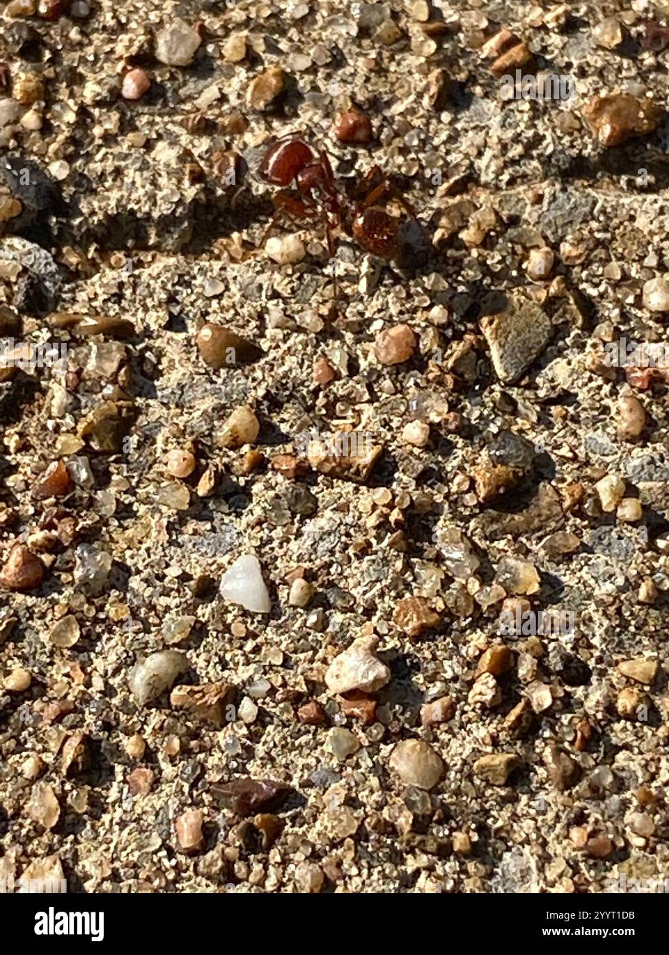 Red Harvester Ant (Pogonomyrmex barbatus Stock Photo - Alamy