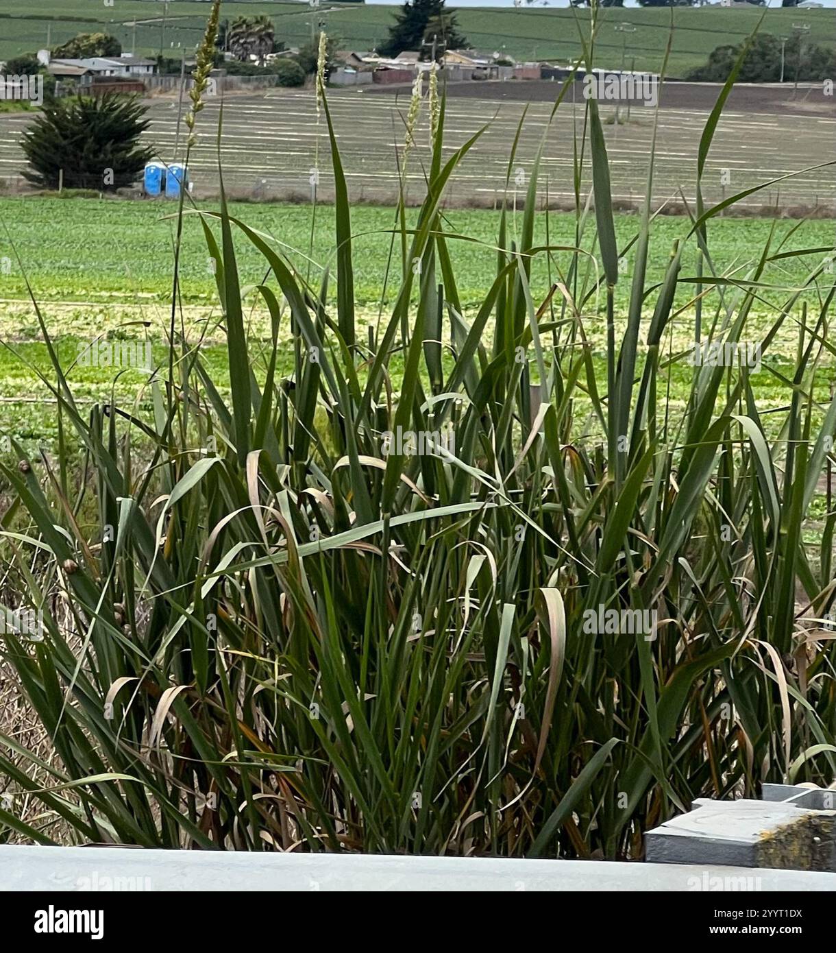 giant wild rye (Leymus condensatus Stock Photo - Alamy