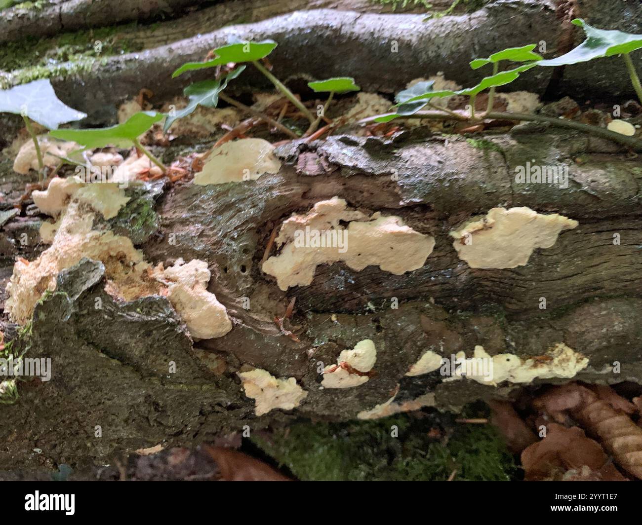 White cheese polypore tyromyces chioneus hi-res stock photography and ...