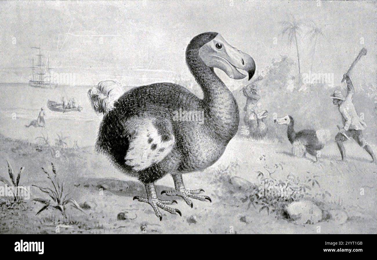 Dodos hi-res stock photography and images - Alamy