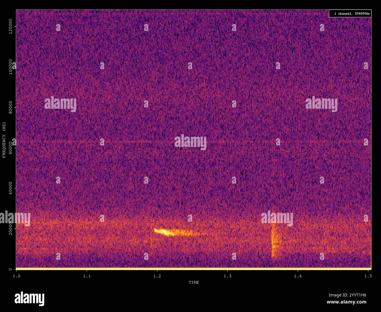 Common Noctule (Nyctalus noctula Stock Photo - Alamy