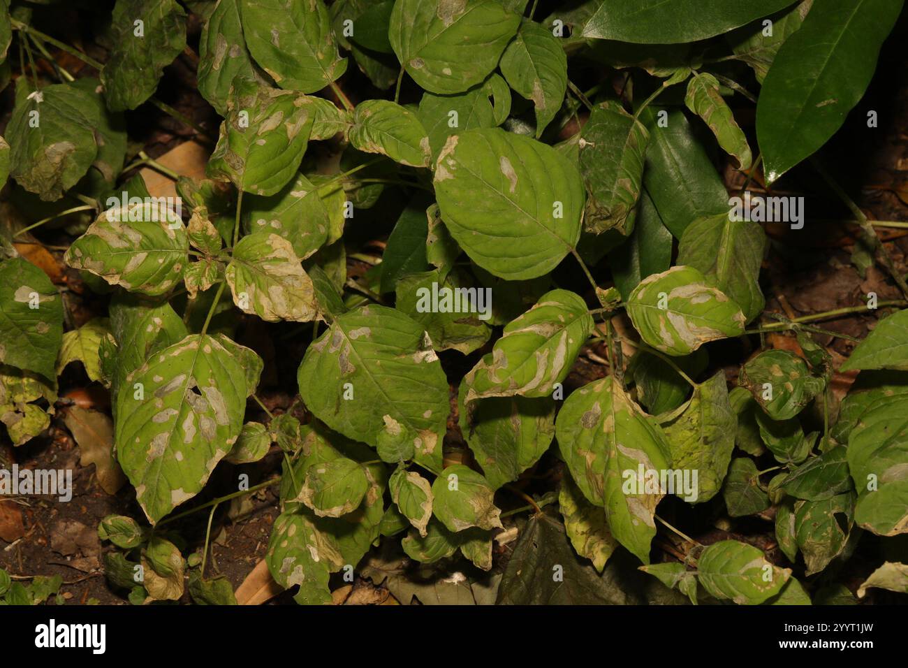 enchanter's-nightshade (Circaea lutetiana Stock Photo - Alamy