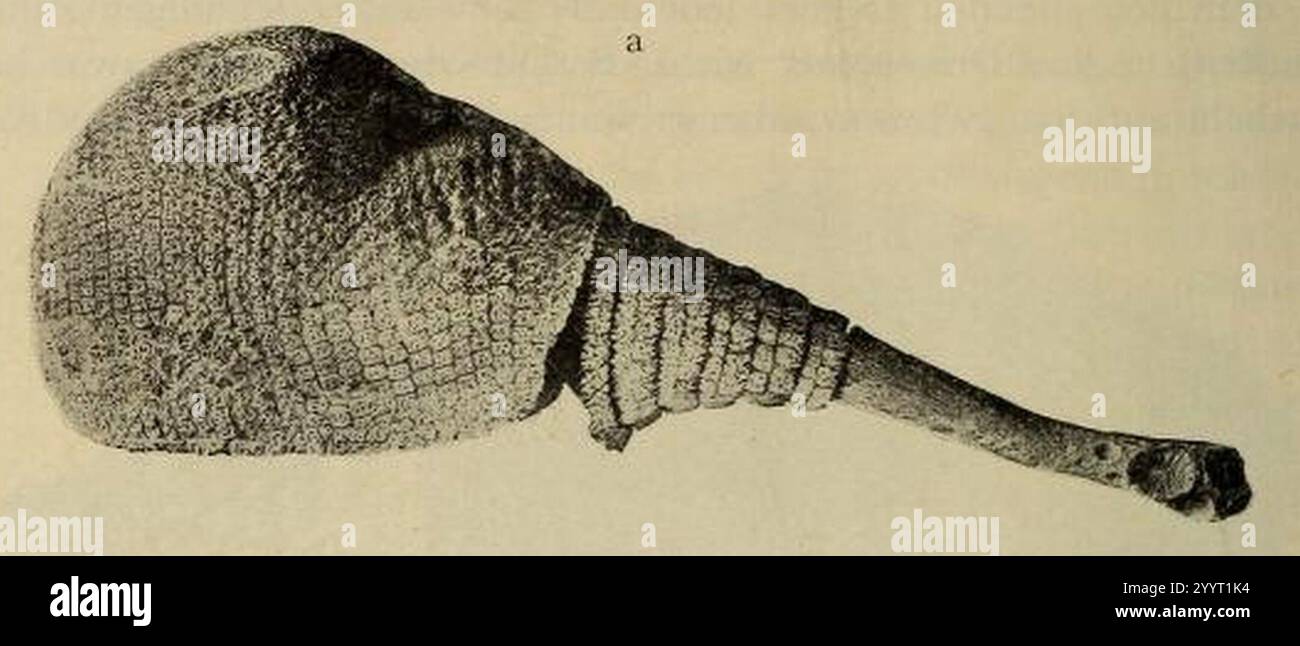 Doedicurus armor, from Abel, O. (1912). Grundzüge der Palaeobiologie ...