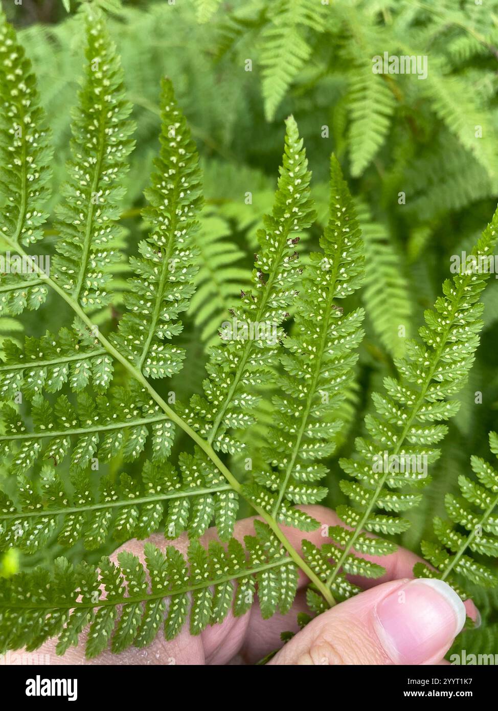 lady fern (Athyrium filix-femina Stock Photo - Alamy