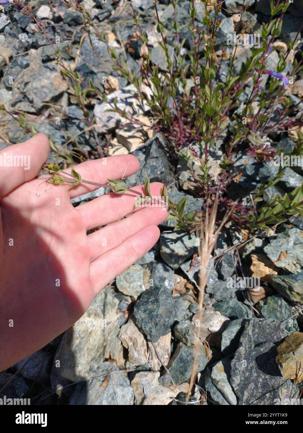 Short Stalk Penstemon (Penstemon parvulus Stock Photo - Alamy