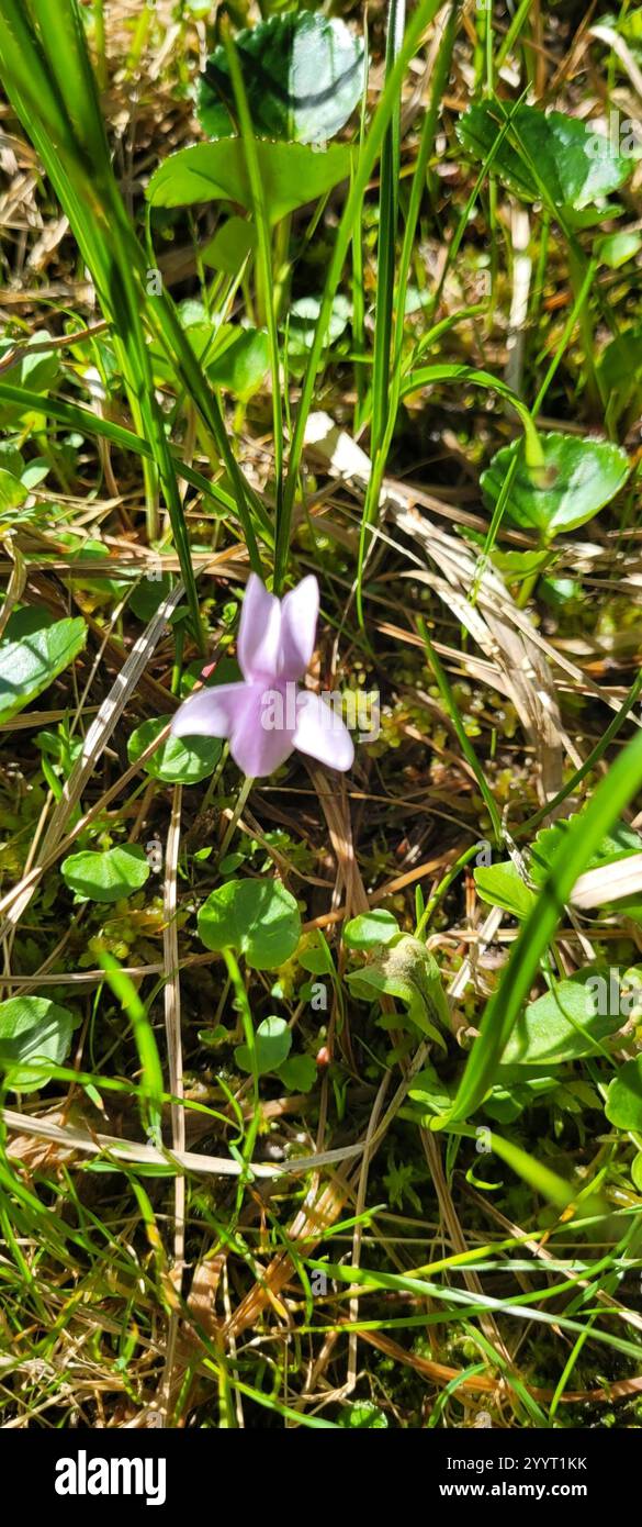 alpine marsh violet (Viola palustris Stock Photo - Alamy