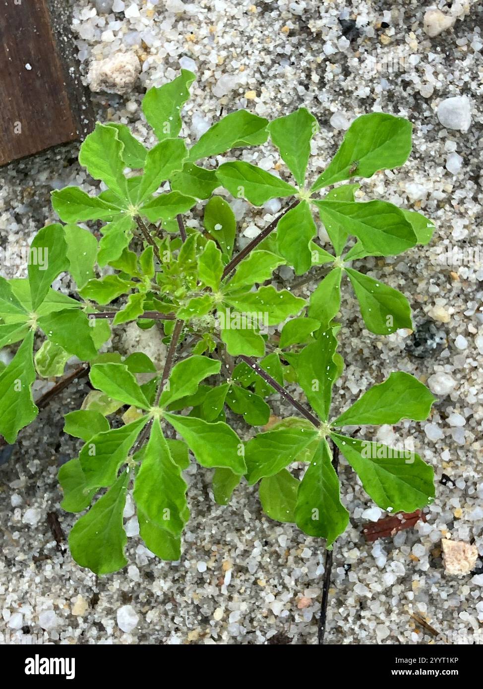 Asian spiderflower (Cleome viscosa Stock Photo - Alamy
