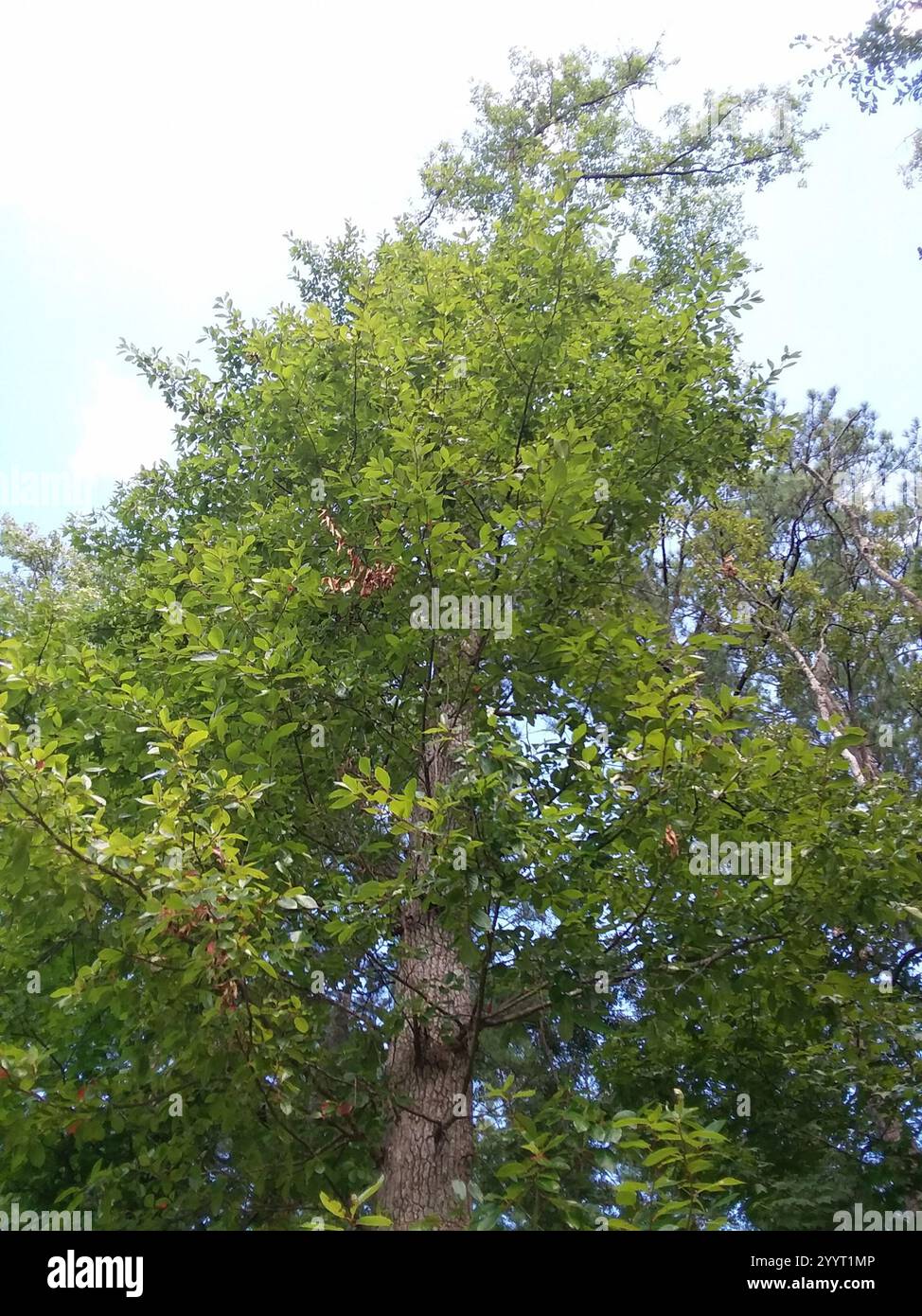 Black Tupelo (Nyssa sylvatica Stock Photo - Alamy