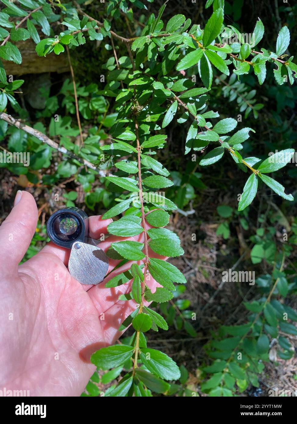 Oregon Boxwood (Paxistima myrsinites Stock Photo - Alamy