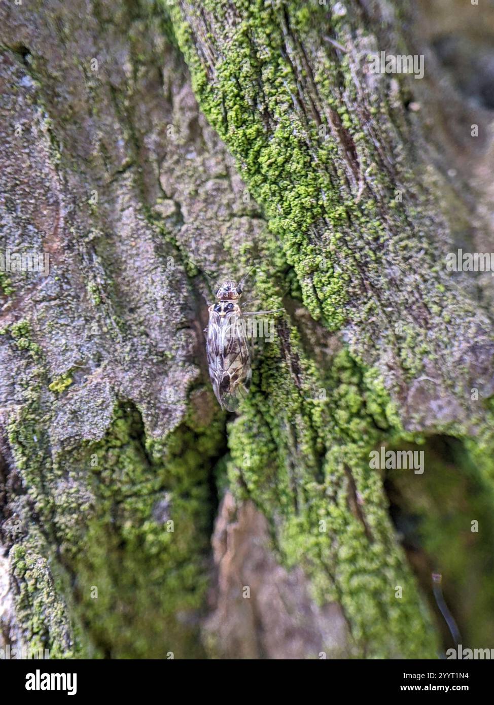 Common Barklice (Psocidae Stock Photo - Alamy