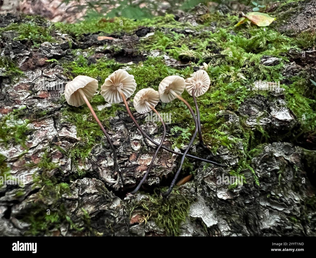 pinwheels and parachute mushrooms (Marasmius Stock Photo - Alamy