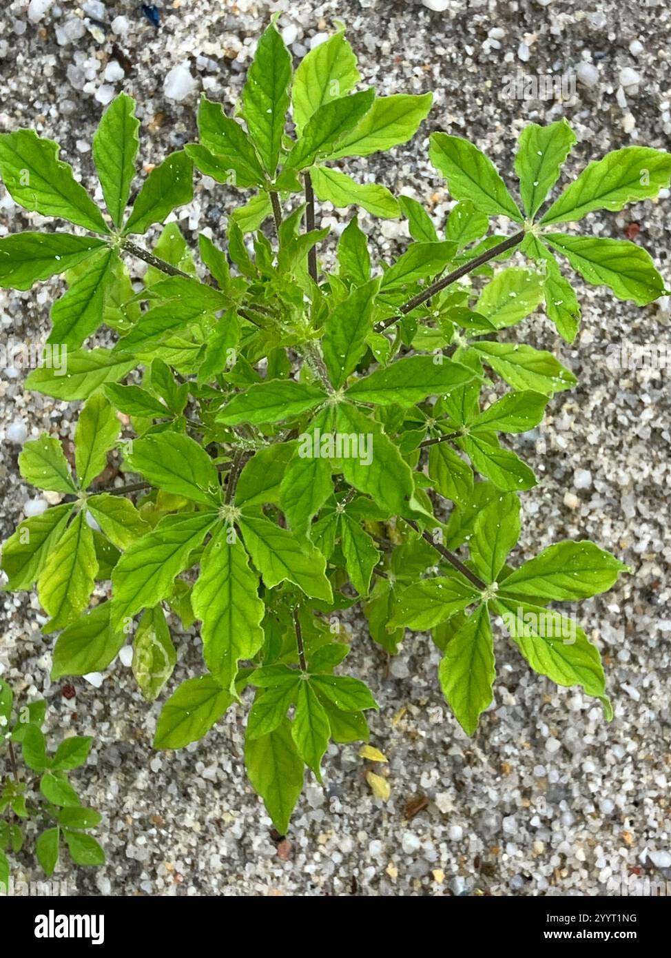 Asian spiderflower (Cleome viscosa Stock Photo - Alamy